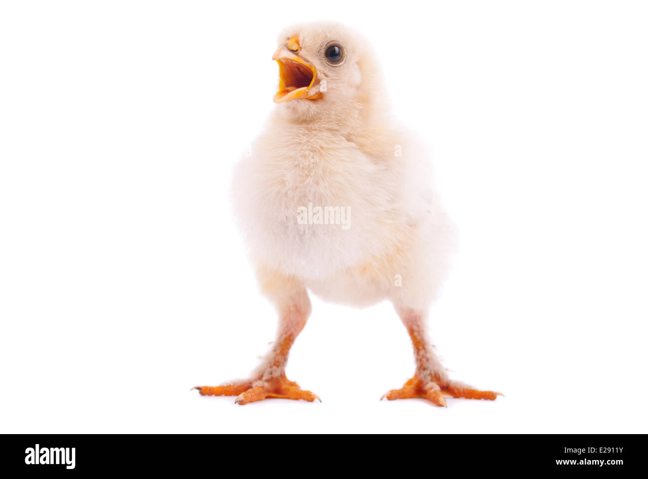 Chicken on a white background Stock Photo - Alamy