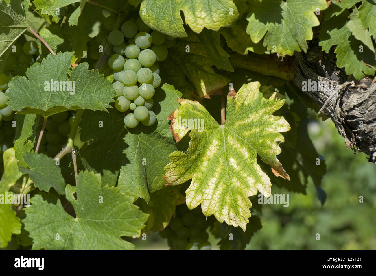 Fruit nutrient deficiency High Resolution Stock Photography and Images ...