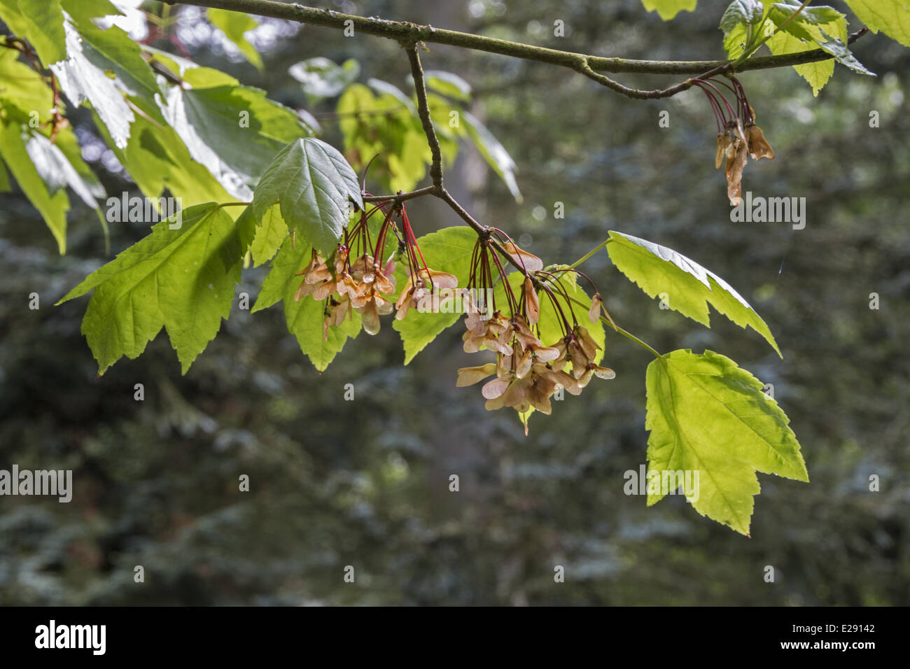 Leaf and fruit of Red Maple Acer rubrum Stock Photo - Alamy