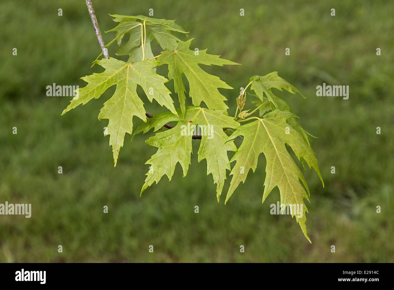 Silver Maple leaf Stock Photo - Alamy