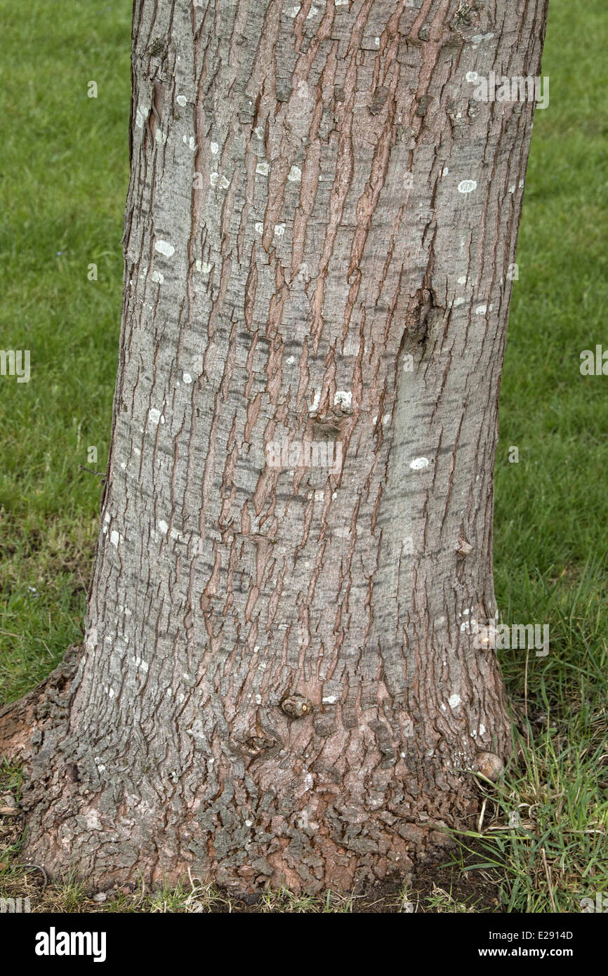 Bole hi-res stock photography and images - Alamy