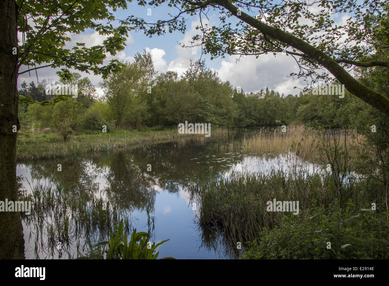 Lake at Lynford Arboretum, Norfolk Stock Photo - Alamy