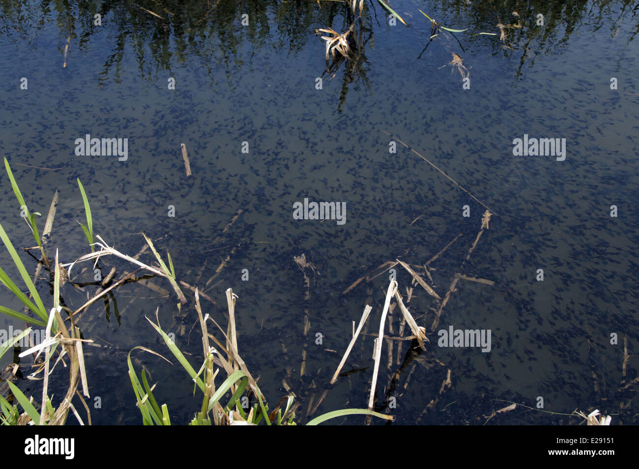 Large number of toad tadpoles in Norfolk dyke Stock Photo - Alamy