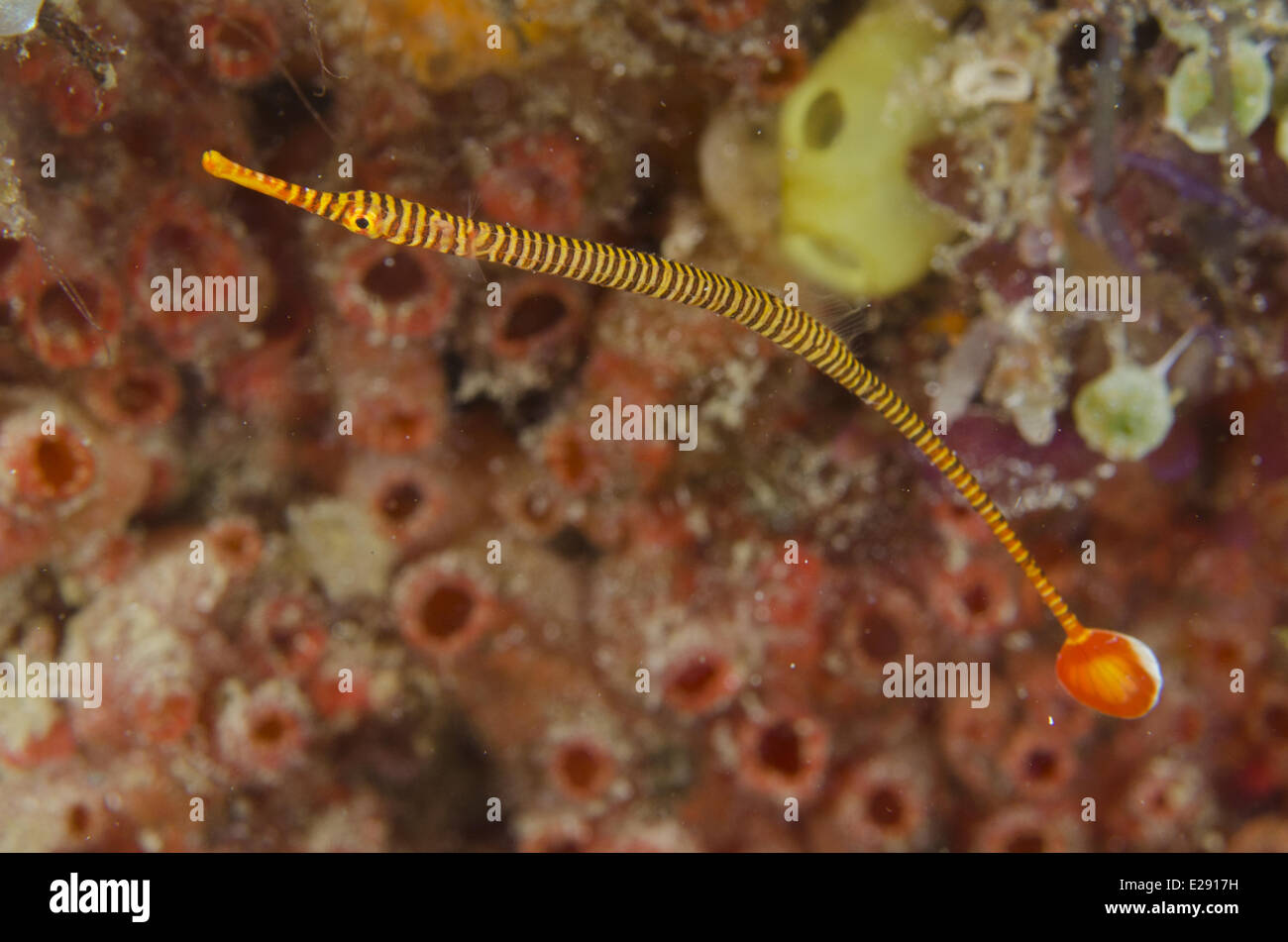 Yellow-banded Pipefish (Dunckerocampus pessuliferus) adult, swimming ...