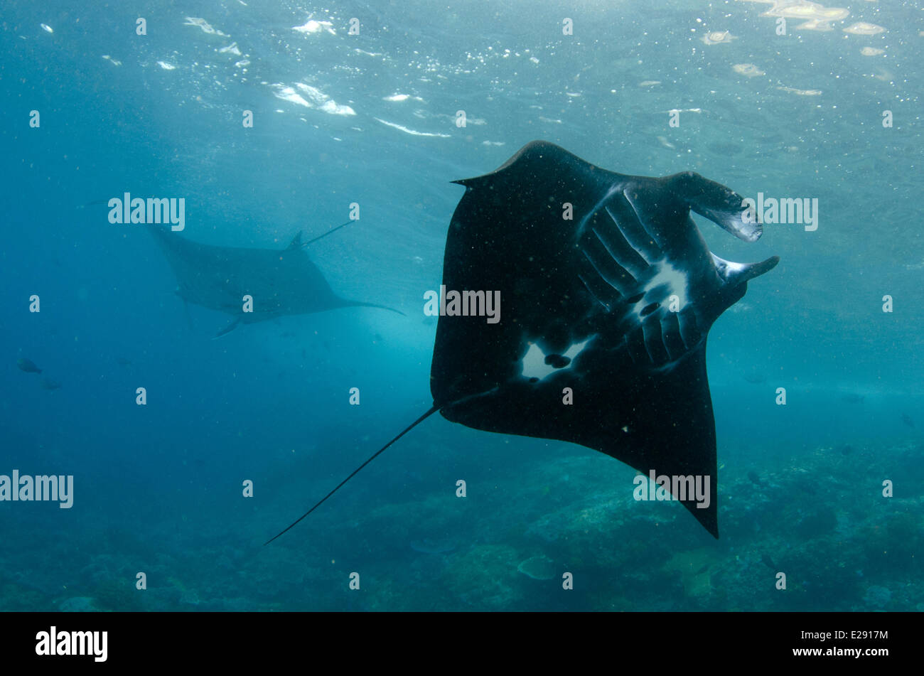 Giant manta ray swimming over the reef High Resolution Stock ...
