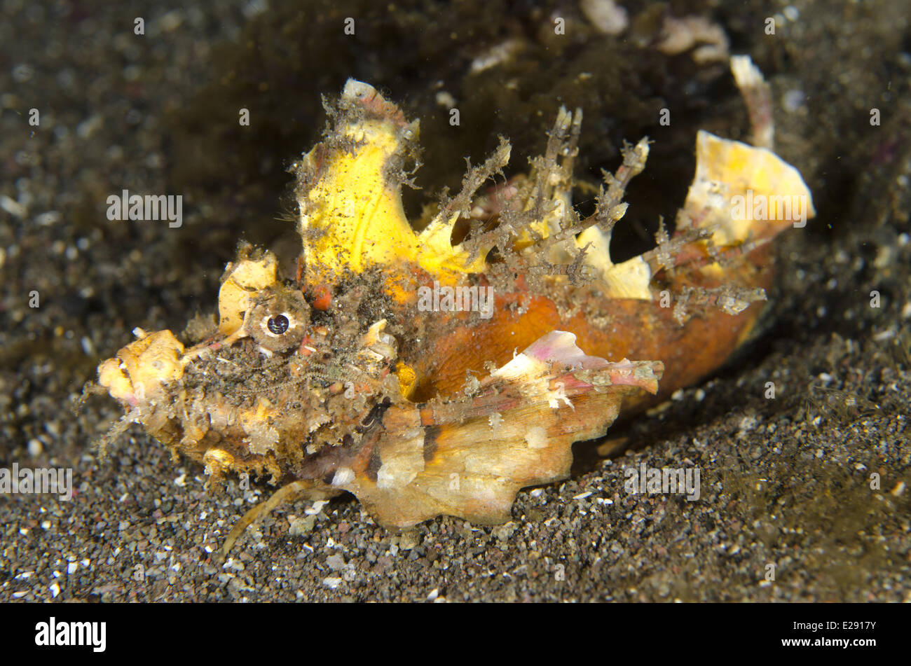 Spiny Devilfish (Inimicus didactylus) adult, with spines erect ...