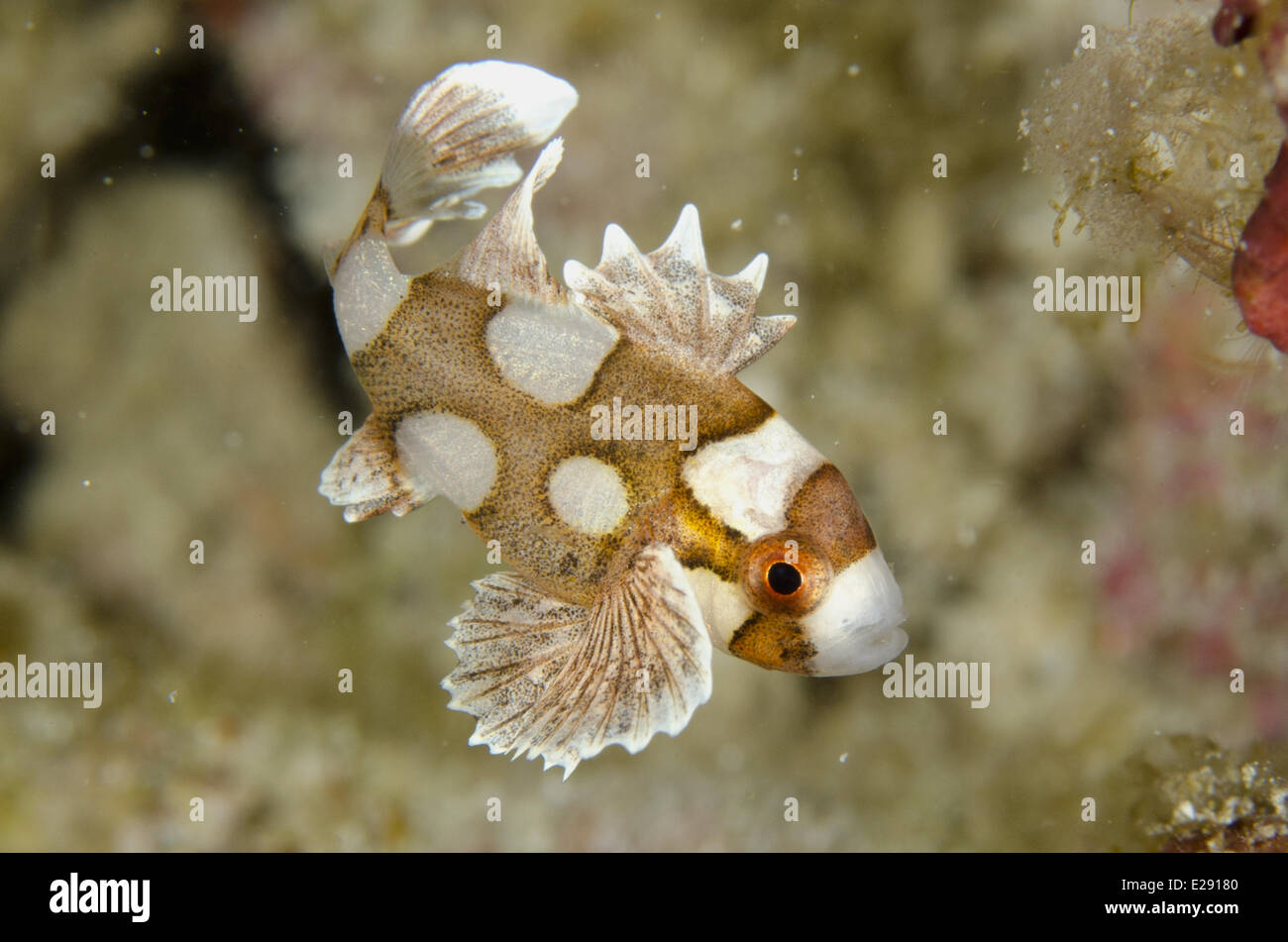 Many-spotted Sweetlips (Plectorhinchus chaetodonoides) juvenile ...