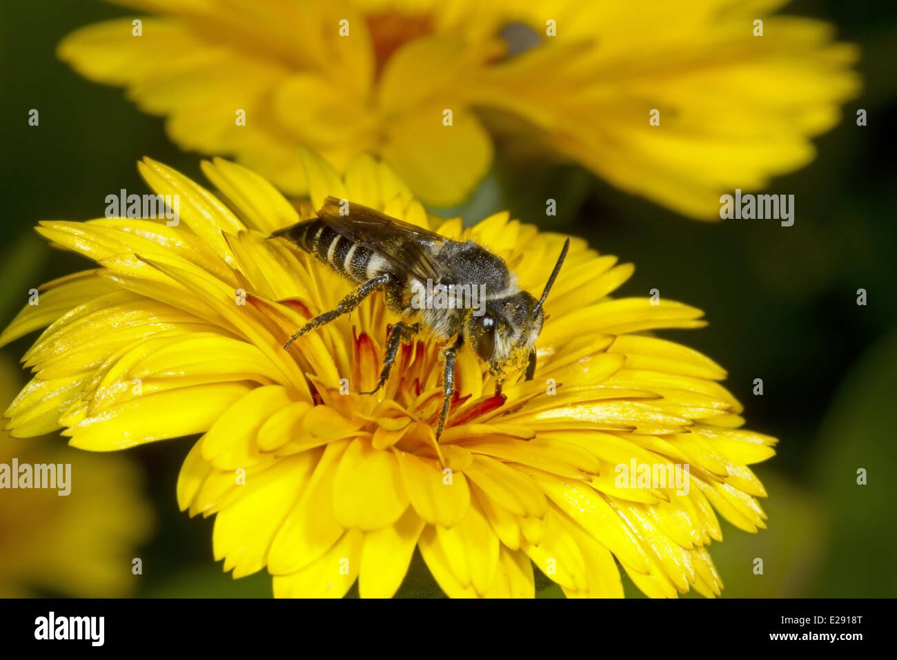 Solitary Bee (Coelioxys elongata) adult female, feeding on flower, Kent ...