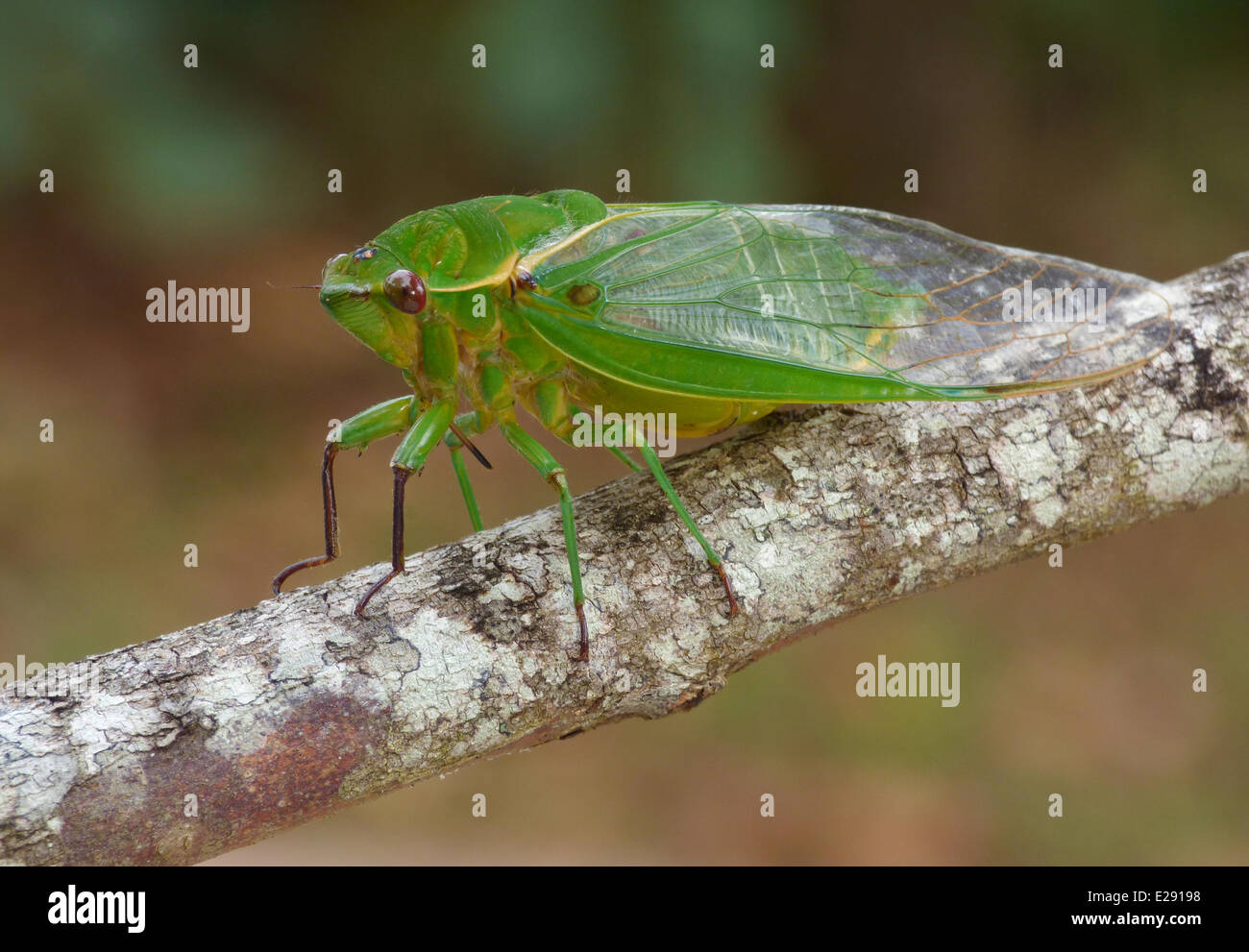 Australian Green Grocer Cicada (Cyclochila australasiae) 'Green Monday ...