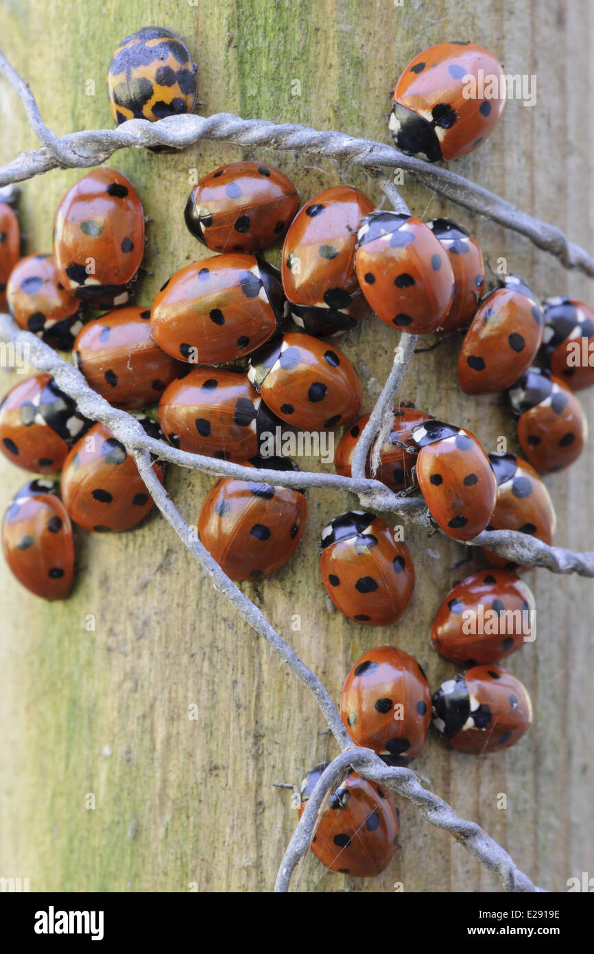 Ladybird beetles hibernating hi-res stock photography and images - Alamy