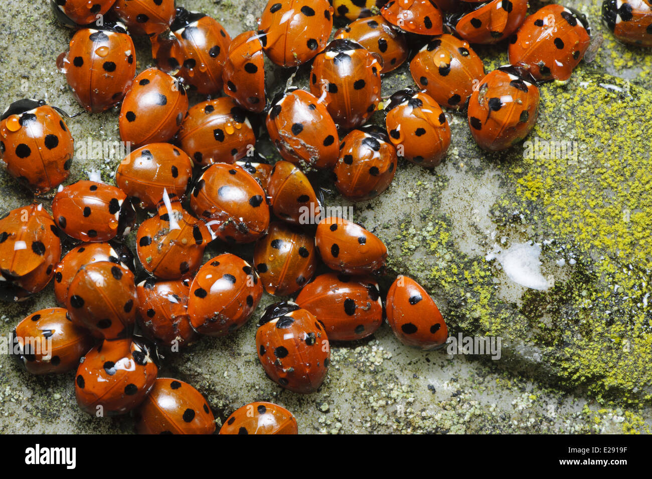 Ladybirds uk group hi-res stock photography and images - Alamy