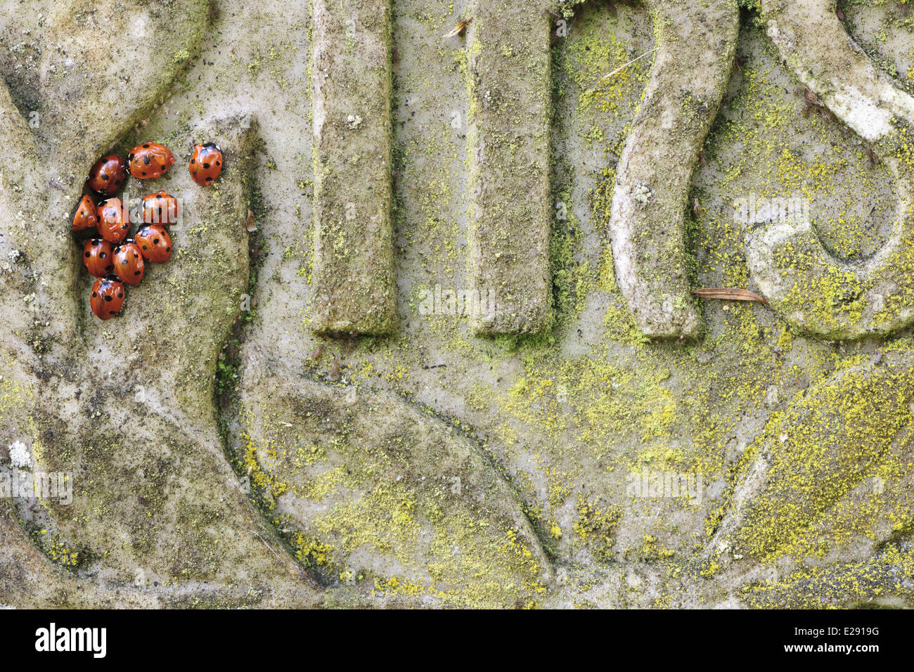 Ladybird beetles hibernating hi-res stock photography and images - Alamy