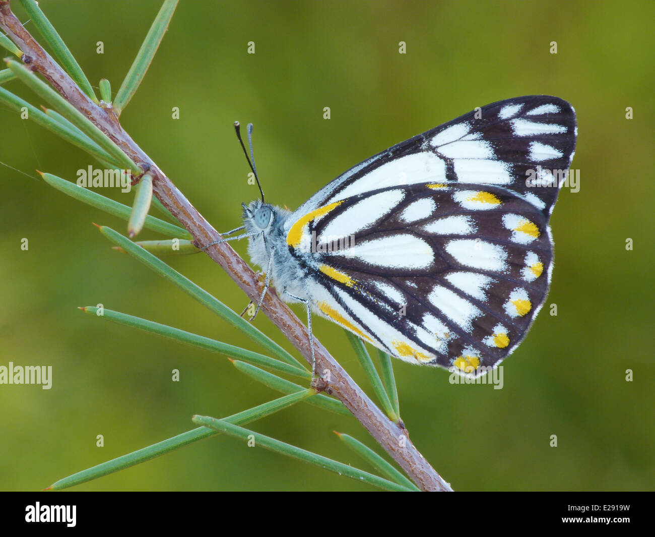 Caper White (Belenois java) adult male, roosting on stem, Ormiston ...