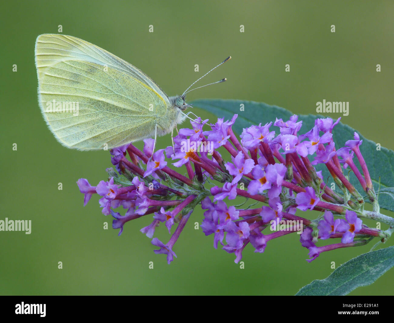 Buddleia Sp High Resolution Stock Photography and Images - Alamy