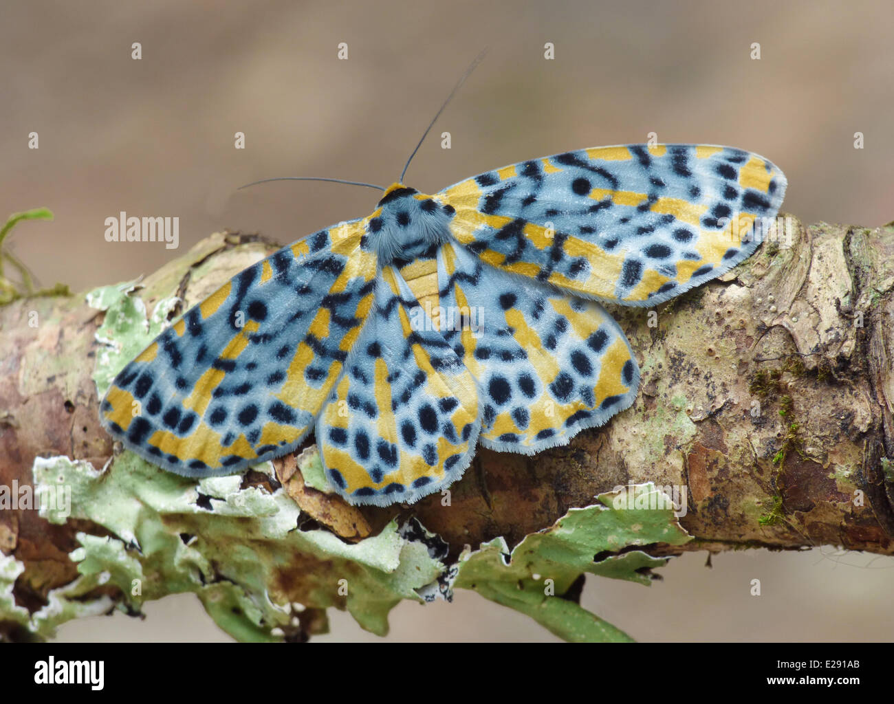 Arch Moth (Bracca matutinata) adult, roosting on twig, Green Mountain ...