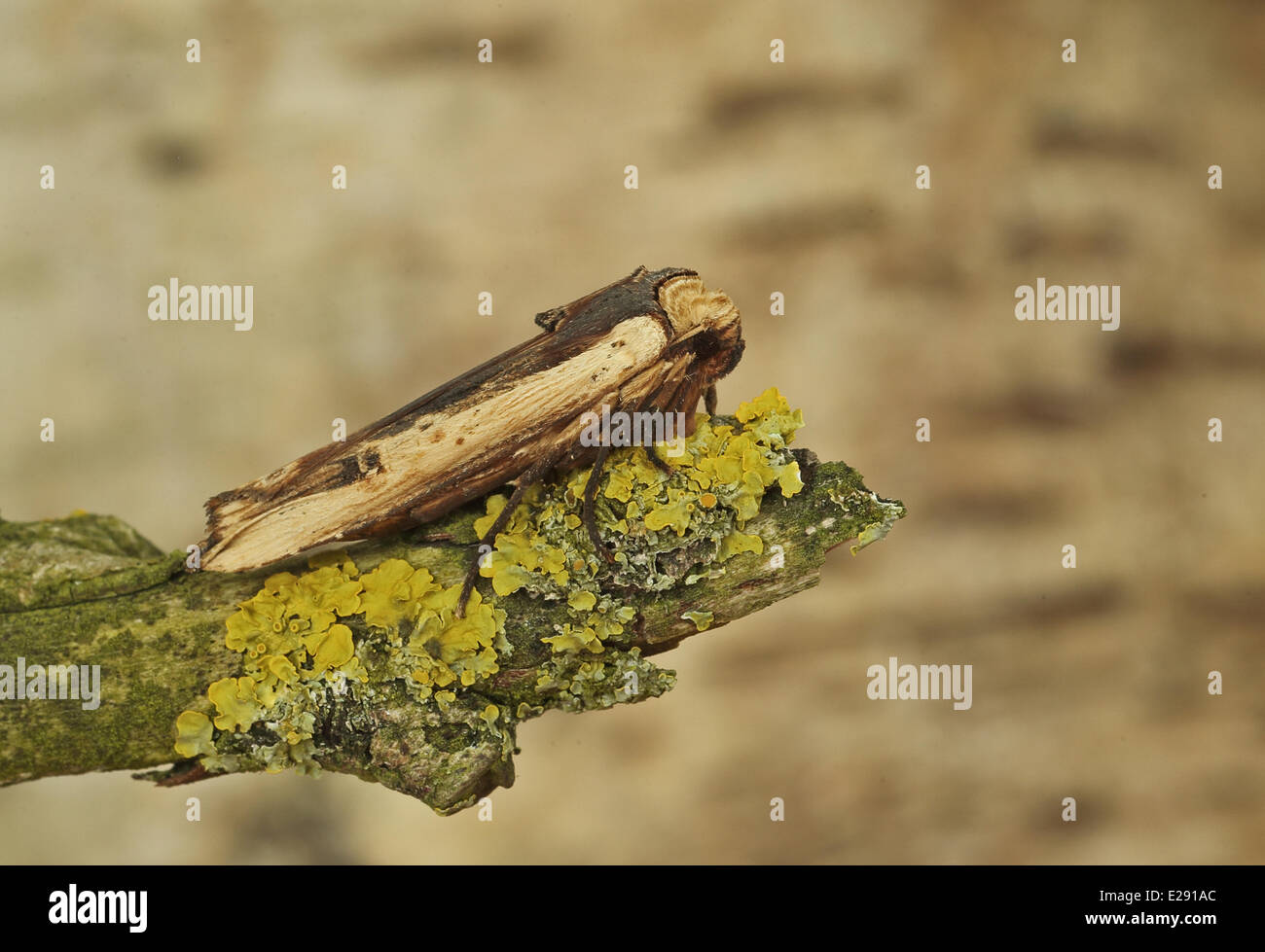 Red Sword-grass Moth (Xylena vetusta) adult, resting on lichen covered ...