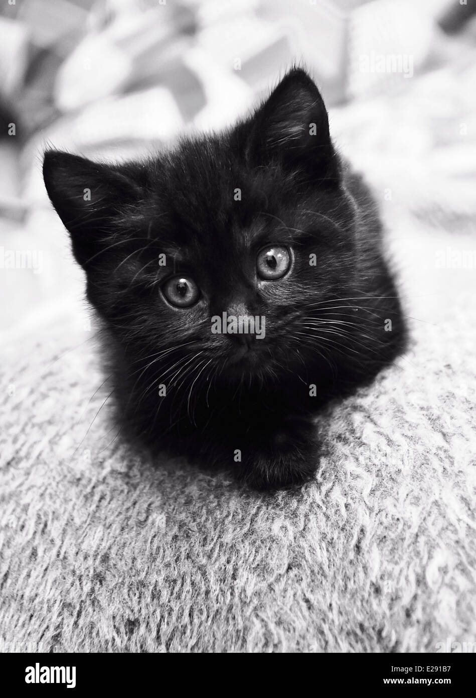 Little black kitty hi-res stock photography and images - Alamy