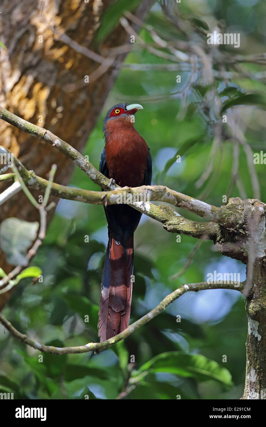 Chestnut-breasted Malkoha (Phaenicophaeus curvirostris singularis ...