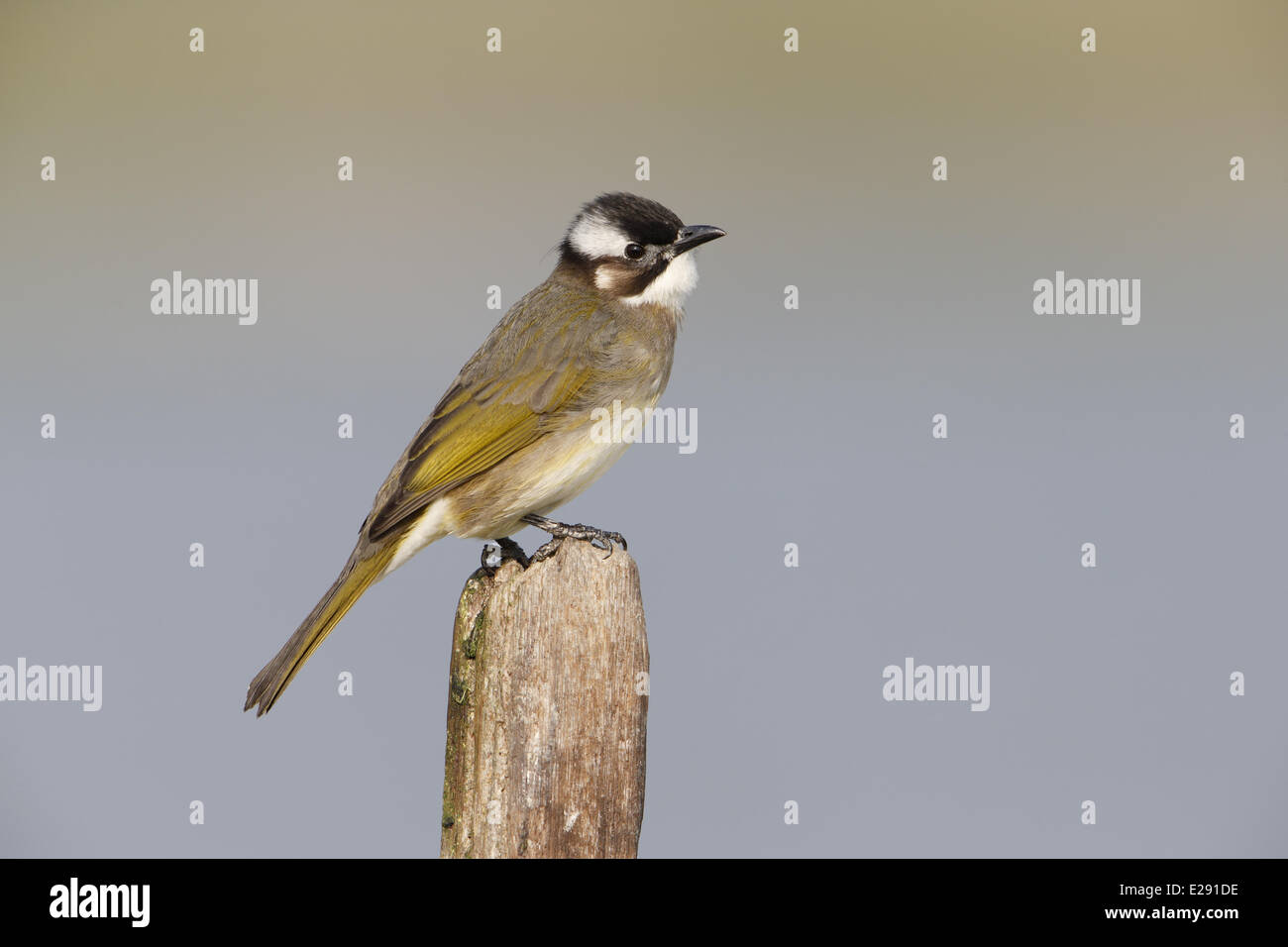 Chinese Bulbul (Pycnonotus sinensis) adult, perched on stump, Hong Kong ...