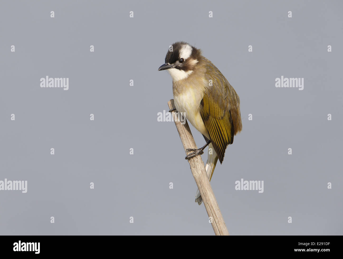 Chinese Bulbul (Pycnonotus sinensis) adult, perched on twig, Hong Kong ...