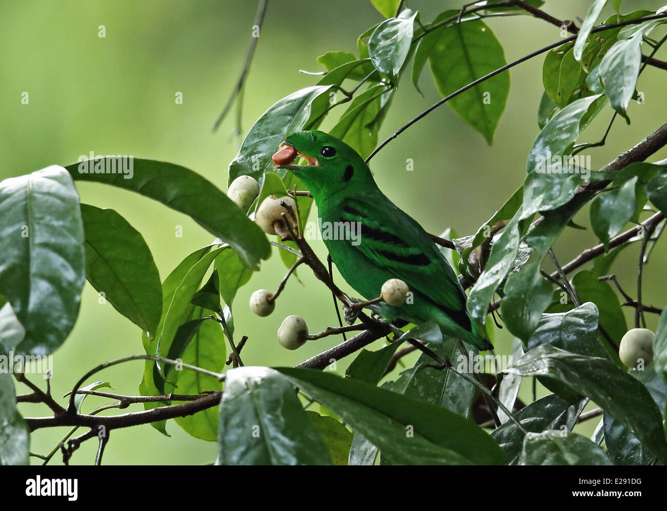 Calyptomena viridis hi-res stock photography and images - Alamy