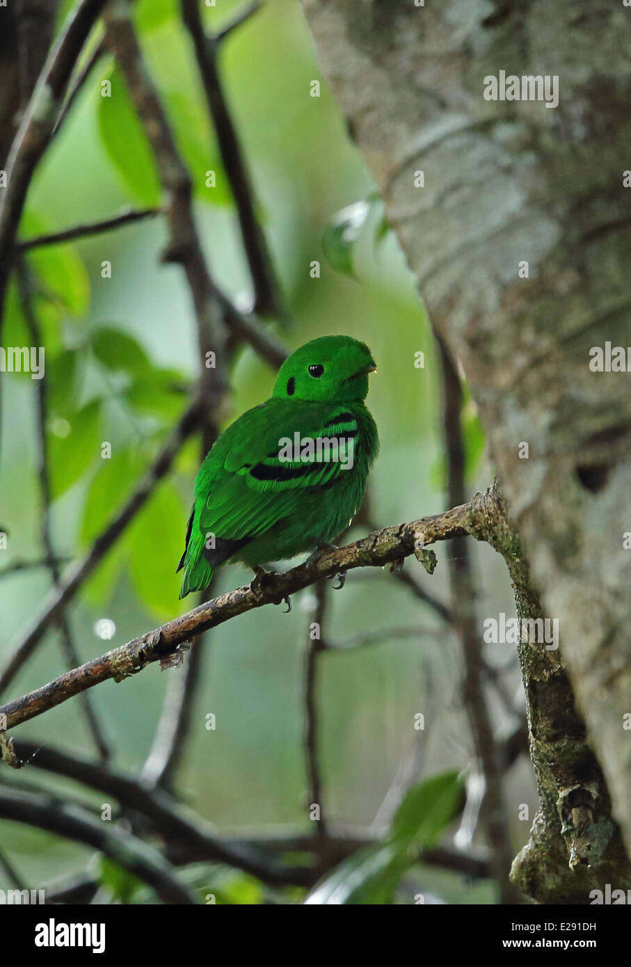Green calyptomena hi-res stock photography and images - Alamy