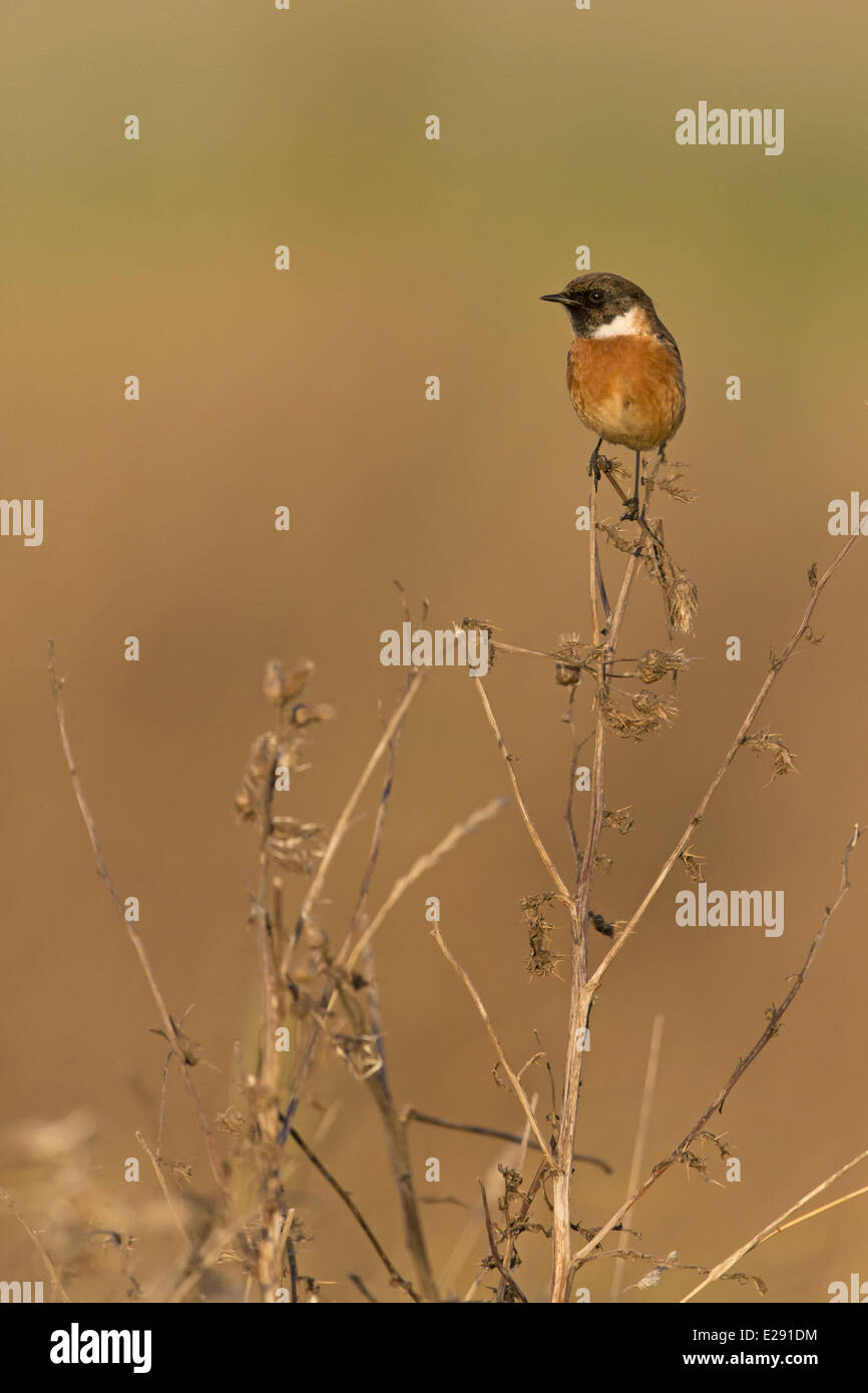 Common stonechat male winter hi-res stock photography and images - Alamy