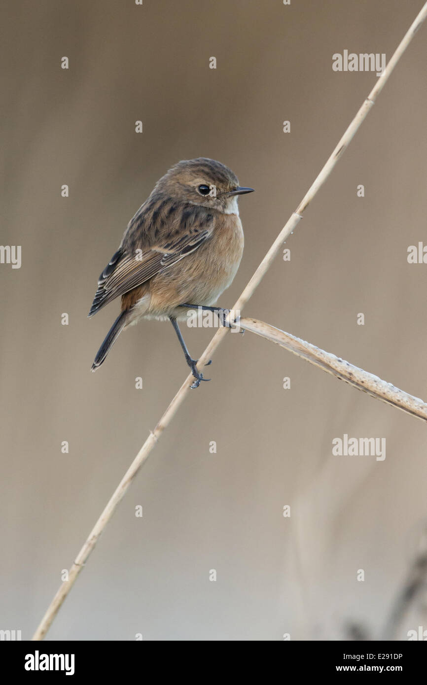 Female eurasian stonechat hi-res stock photography and images - Alamy
