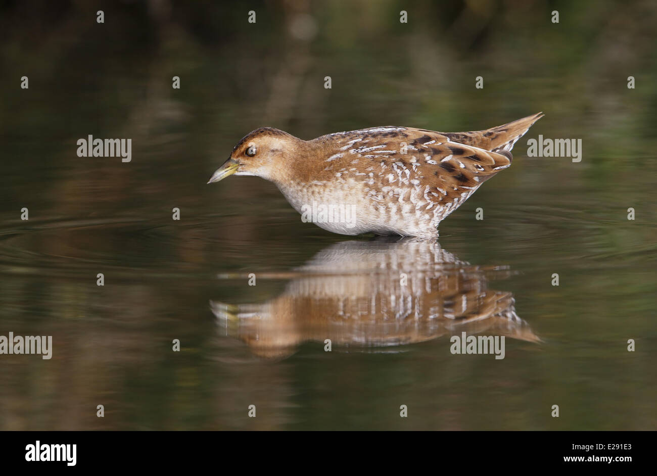 Baillon's Crake (Porzana pusilla) immature, standing in water with ...