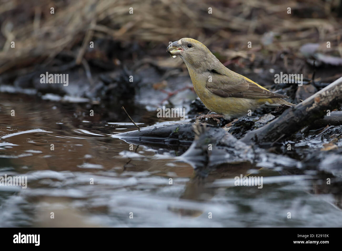 Parrot Crossbill (Loxia pytyopsittacus) adult female, drinking at pool ...