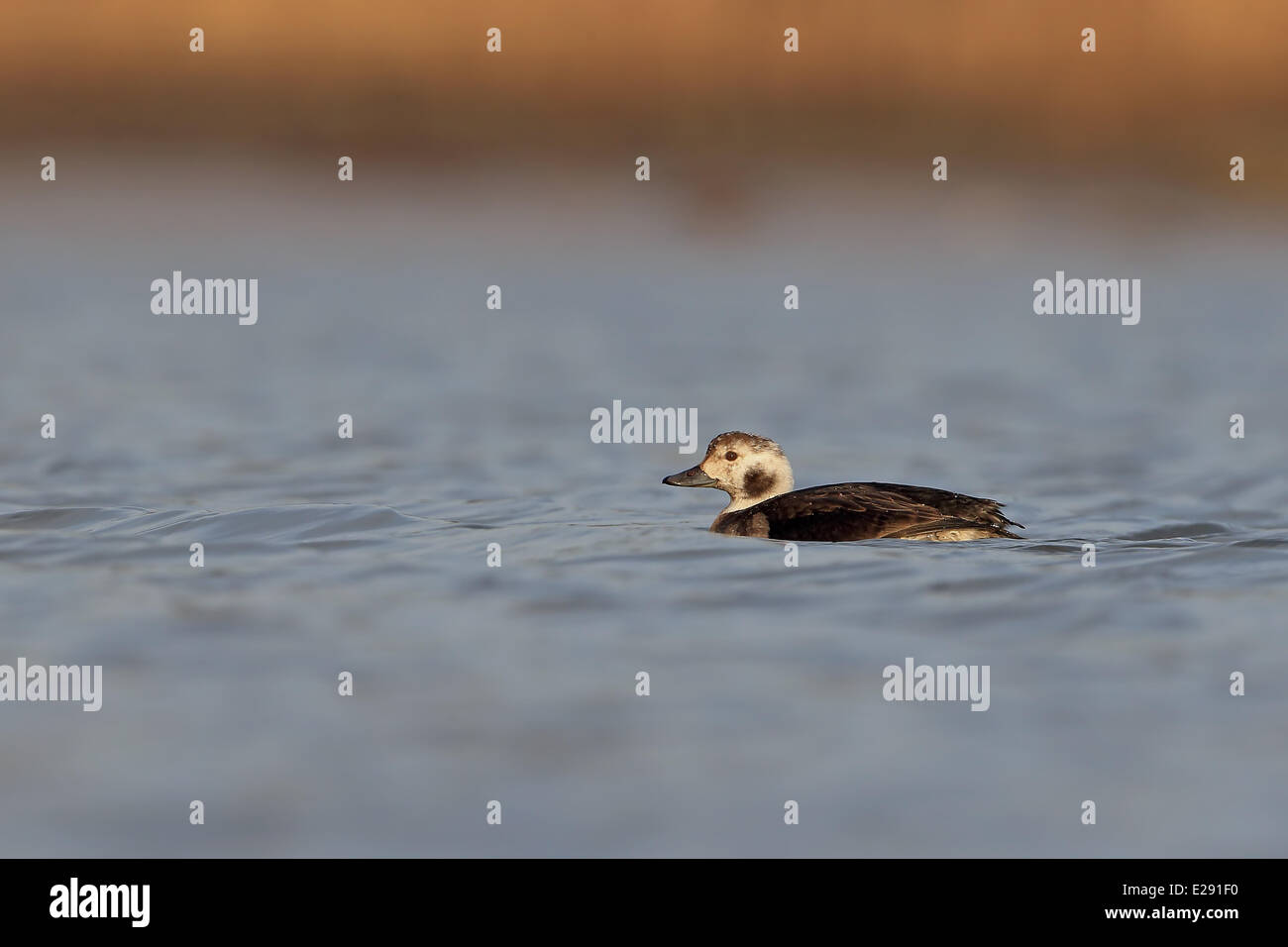 Long-tailed Duck (Clangula hyemalis) adult female, non-breeding plumage ...