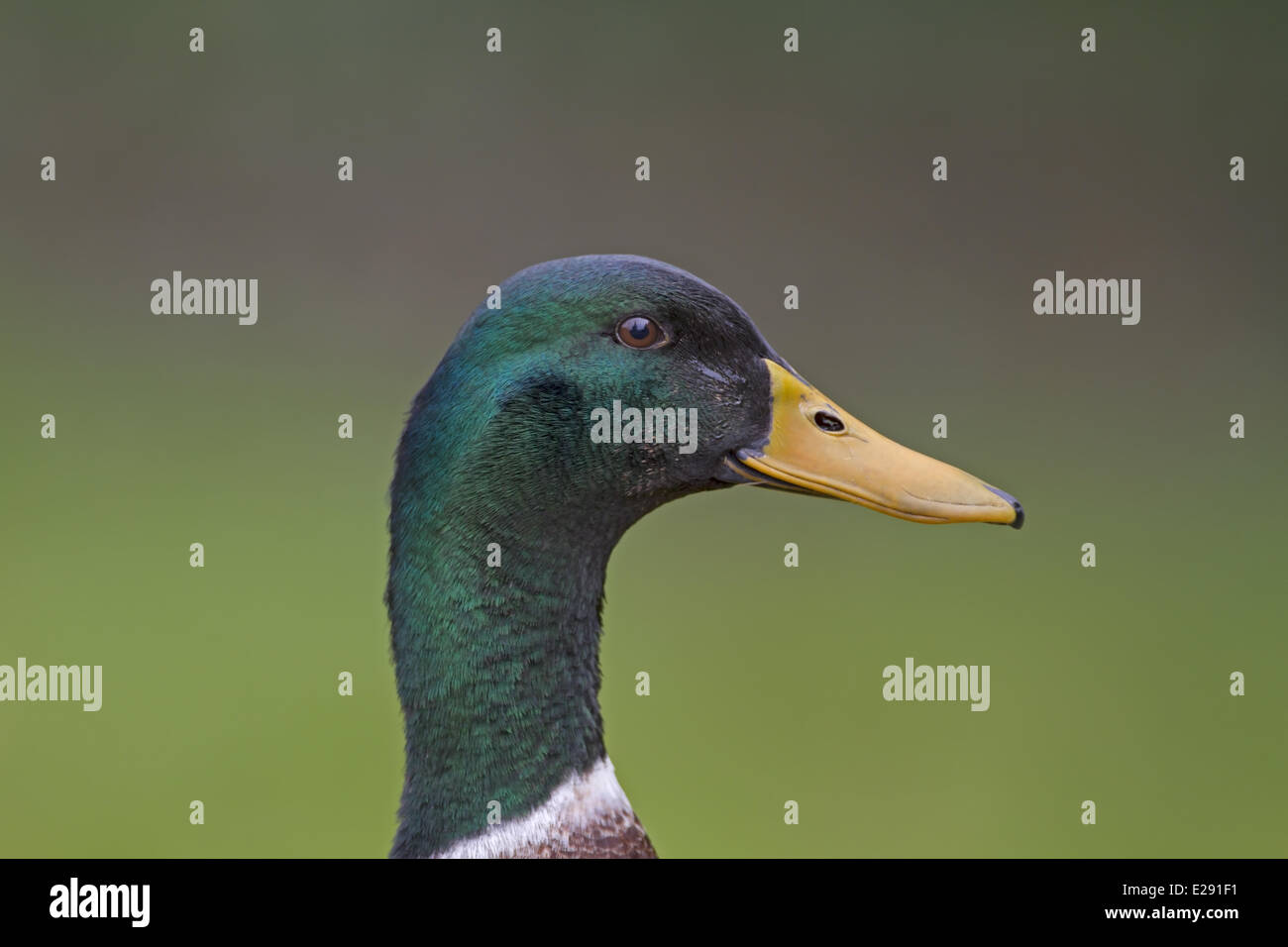 Male duck head hi-res stock photography and images - Alamy