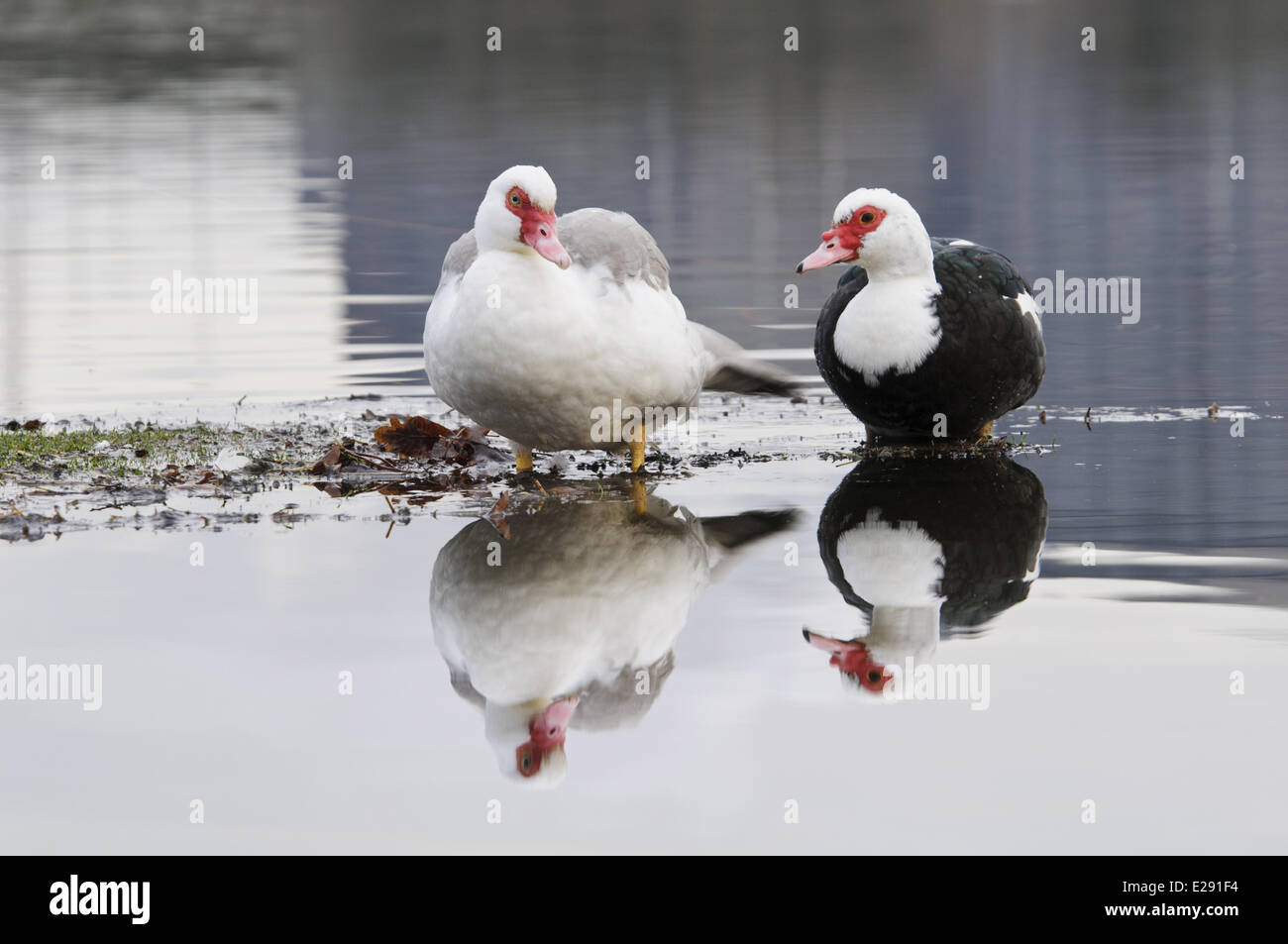 Muscovy Duck (Cairina moschata forma domestica) introduced feral ...