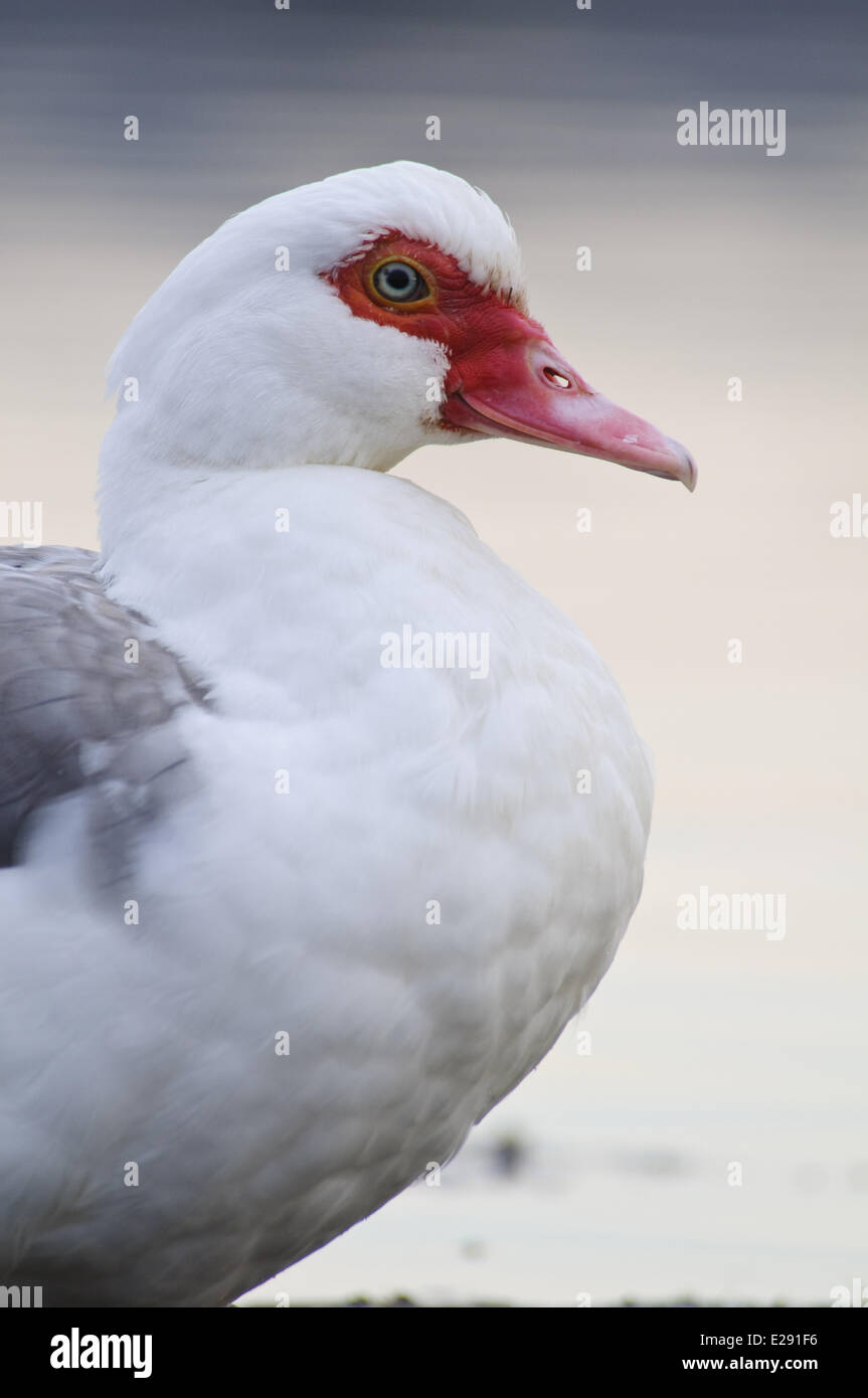Muscovy Duck (Cairina moschata forma domestica) introduced feral ...