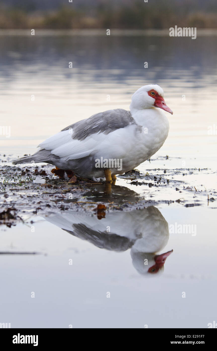 Muscovy Duck (Cairina moschata forma domestica) introduced feral ...