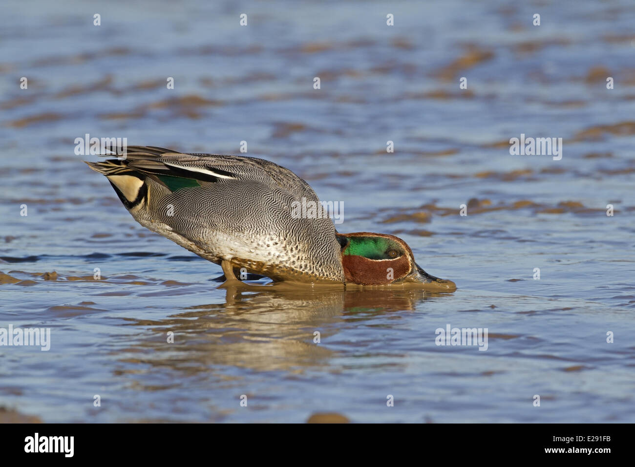 Common Teal (Anas crecca) adult male, filter-feeding in shallow water ...