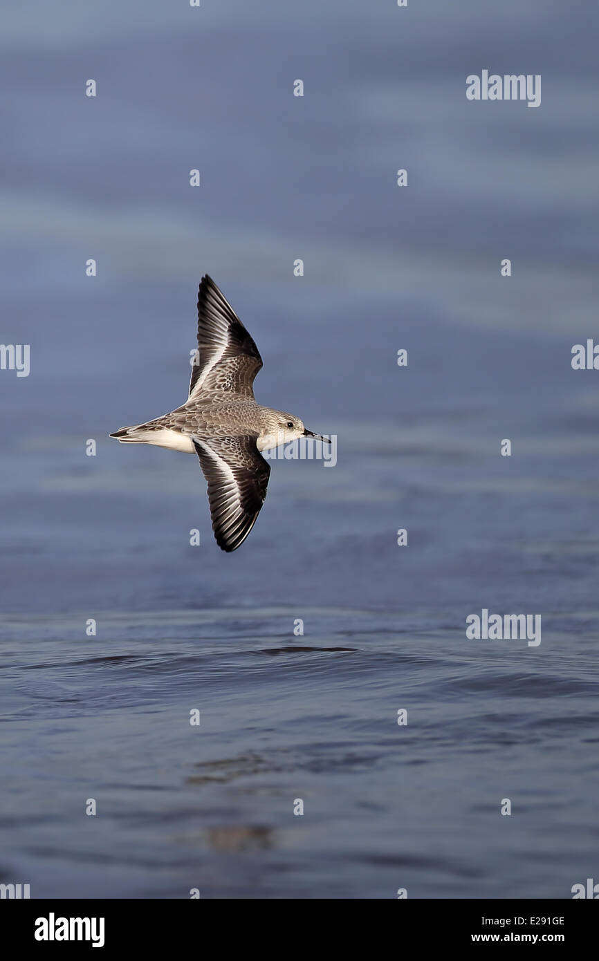Winter sanderling in flight hi-res stock photography and images - Alamy