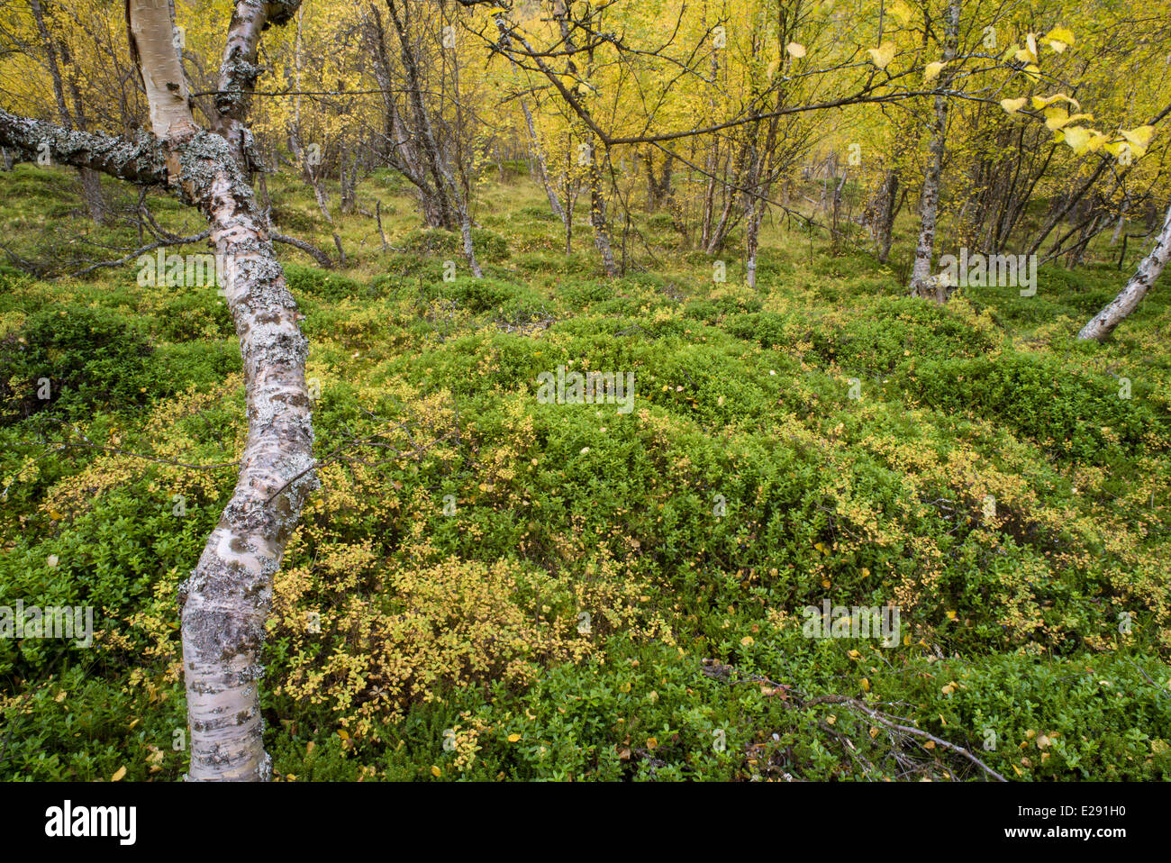 Silver Birch (Betula pendula) leaves in autumn colour, old growth ...