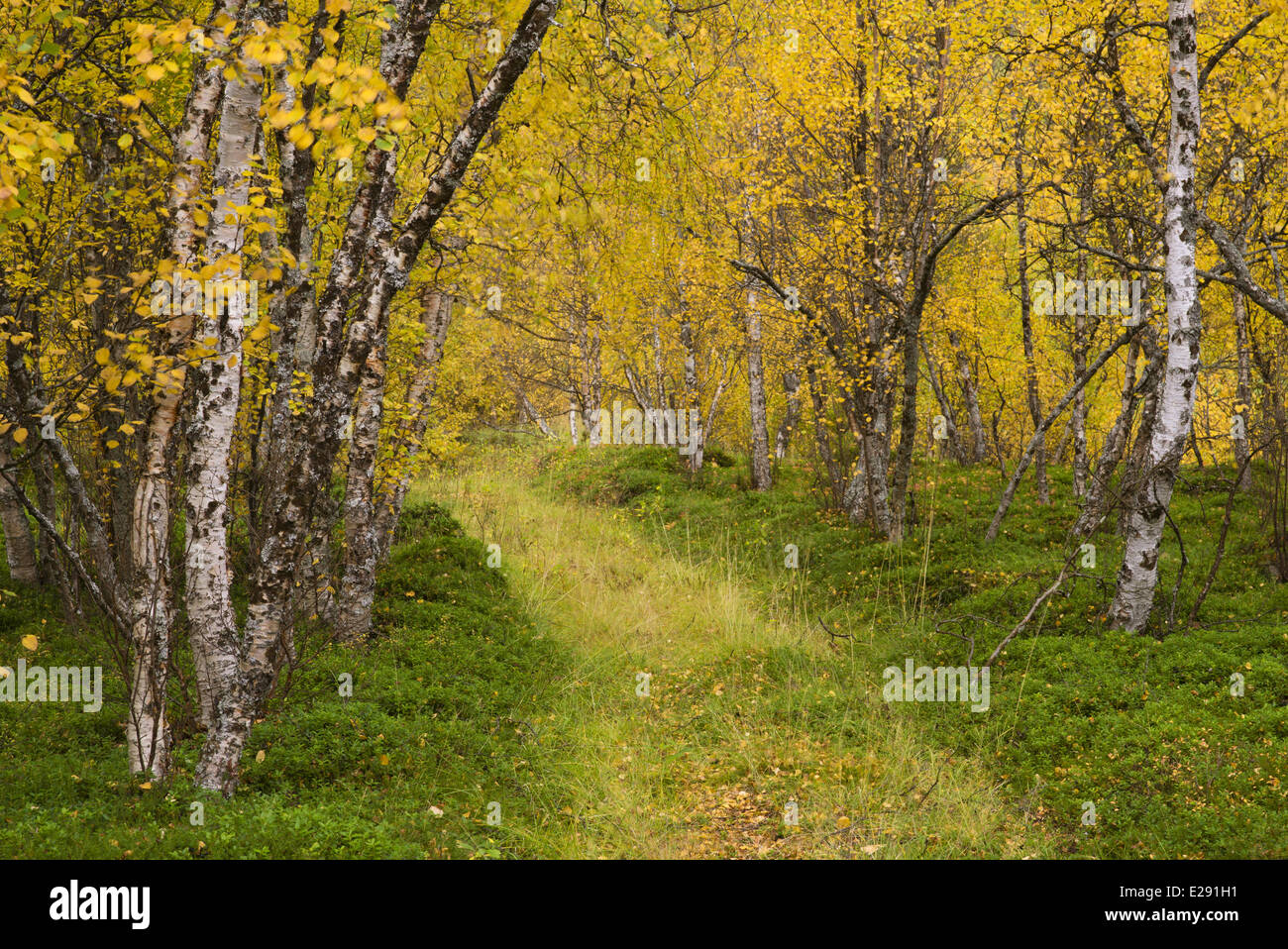 Silver Birch (Betula pendula) leaves in autumn colour, old growth ...