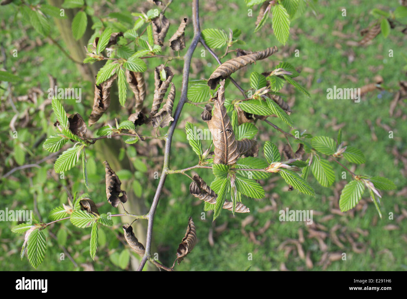 European Hornbeam (Carpinus betulus) close-up of newly emerged leaves ...