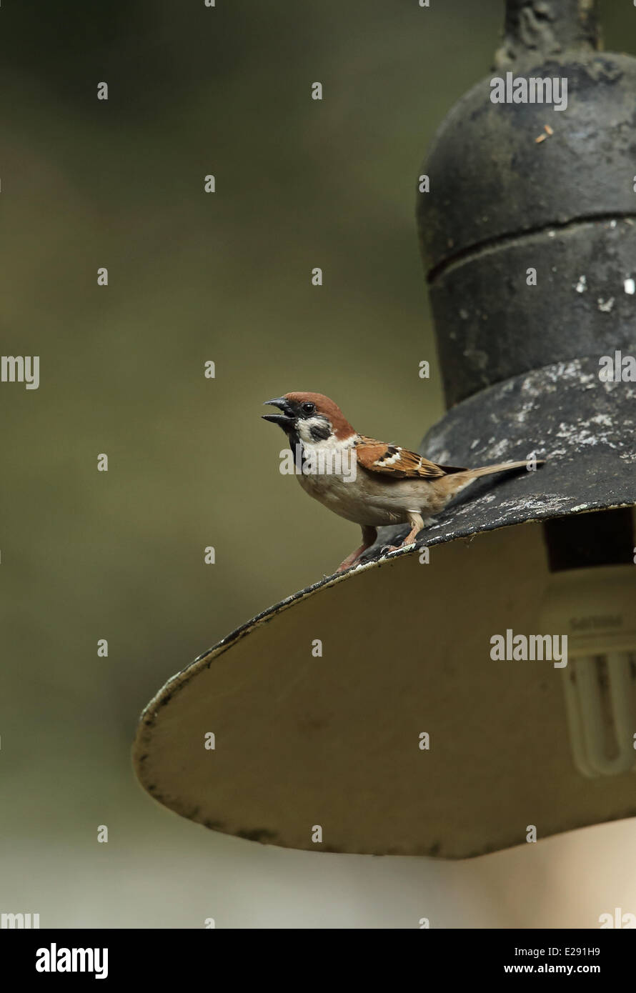 Light sparrow hi-res stock photography and images - Alamy