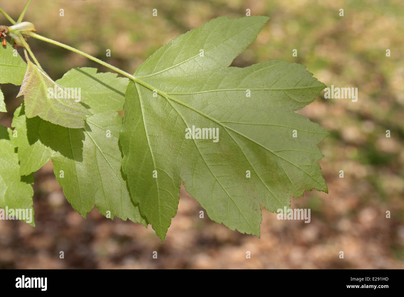 Wild Service Tree (Sorbus torminalis) close-up of leaves underside ...