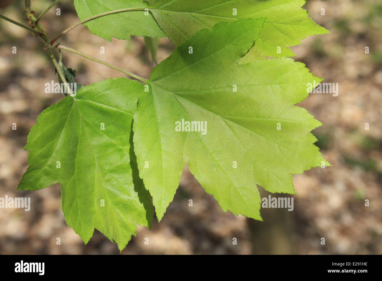 Wild Service Tree (Sorbus torminalis) close-up of leaves, growing in ...