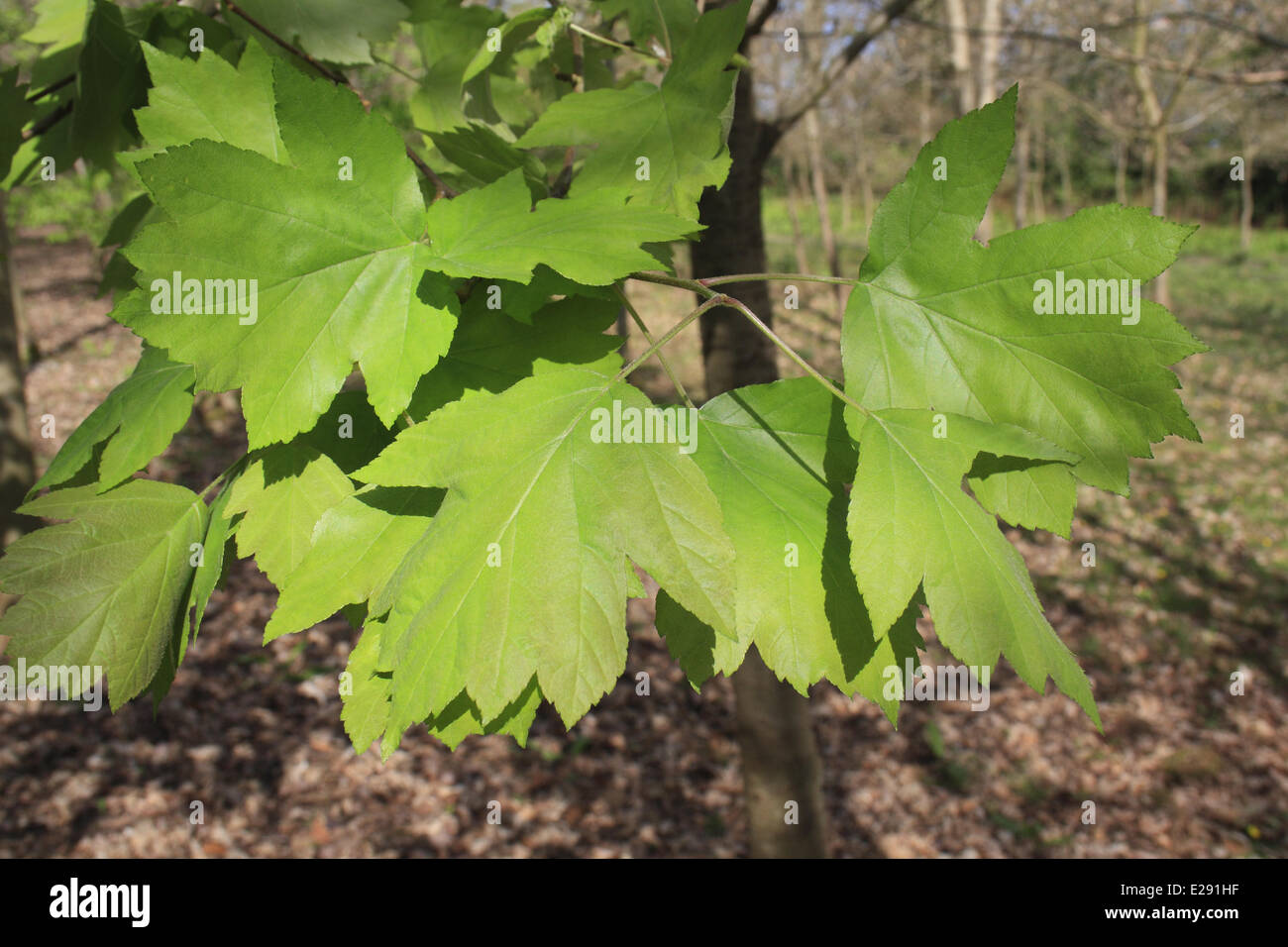 Wild Service Tree (Sorbus torminalis) close-up of leaves, growing in ...