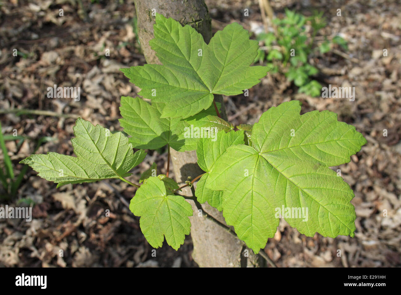 Sycamore (Acer pseudoplatanus) close-up of leaves, growing in woodland ...
