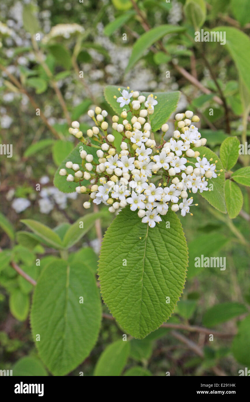 Wayfaring Tree (Viburnum lantana) close-up of flowers and leaves ...