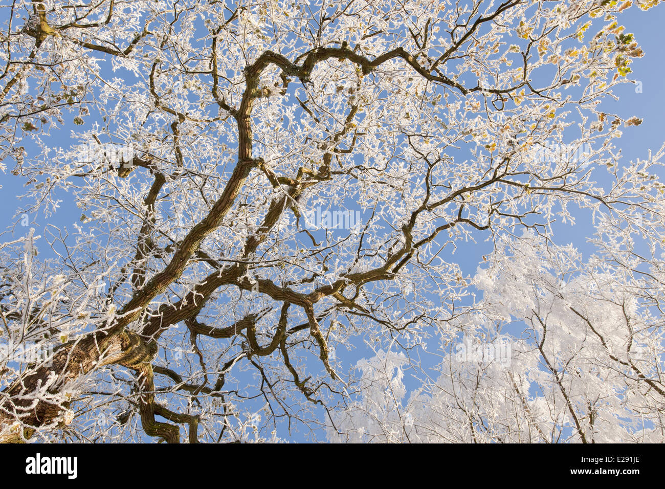 Hoar frost on Oak (Quercus sp.) tree, Staffordshire, England, December ...