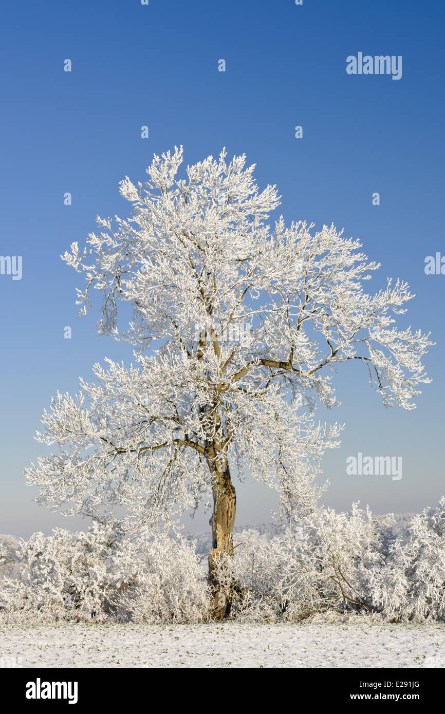 Hoar frost on Oak (Quercus sp.) tree, Staffordshire, England, December ...