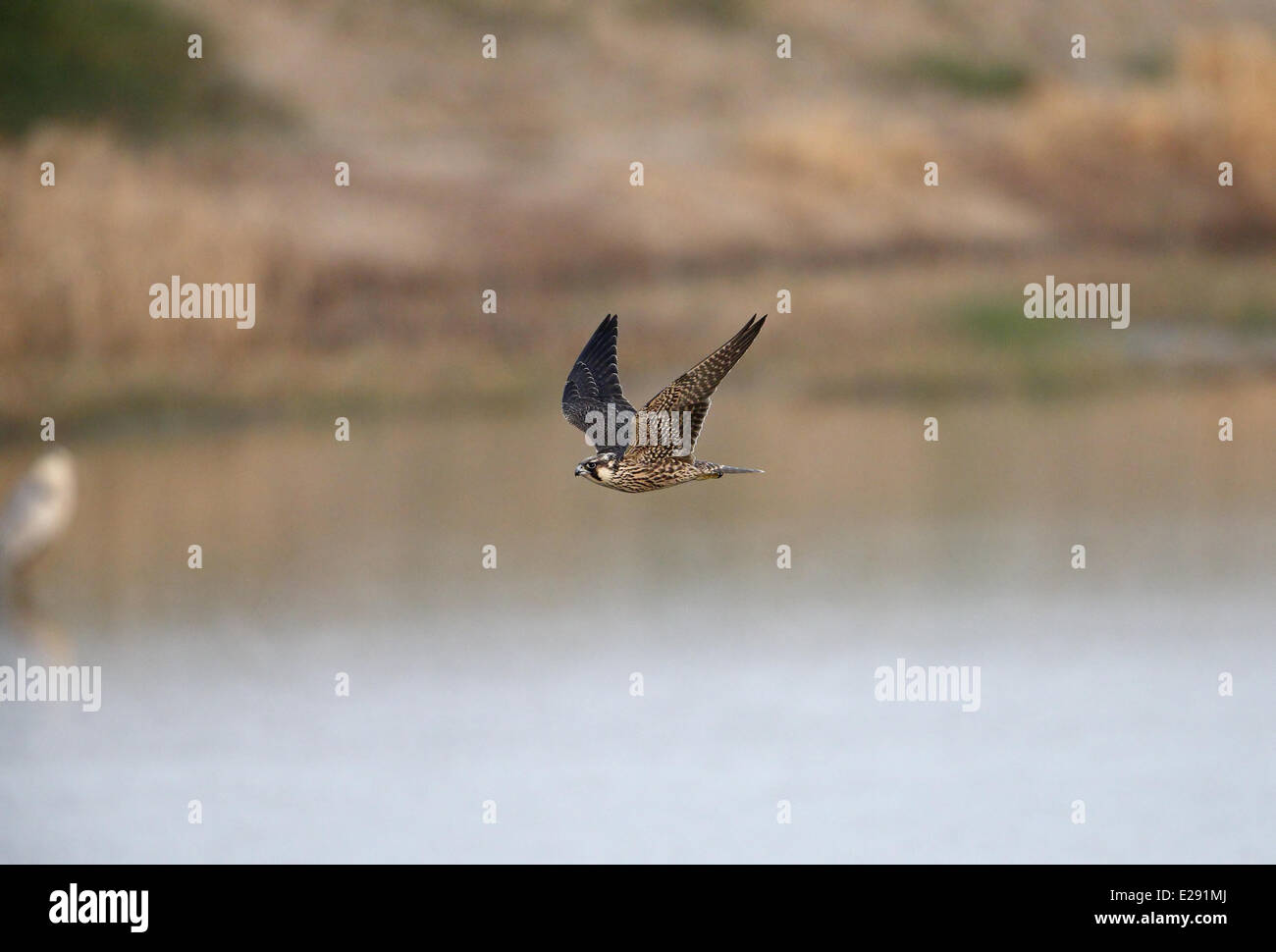 Peregrine Falcon (Falco peregrinus) immature, in flight over water ...