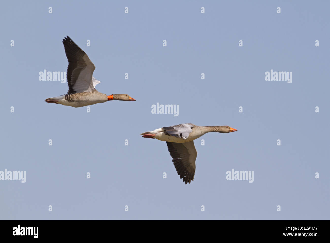 Neck collar hi-res stock photography and images - Alamy